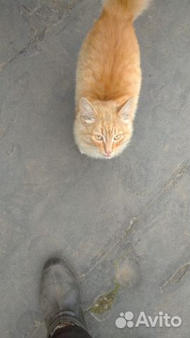 Кошечку в добрые руки