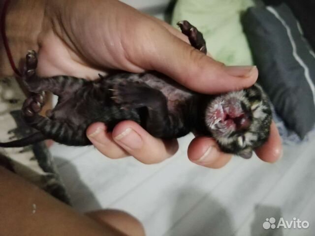 Кормящая кошка