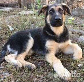 Щенок вео,3 мес.,мальчик