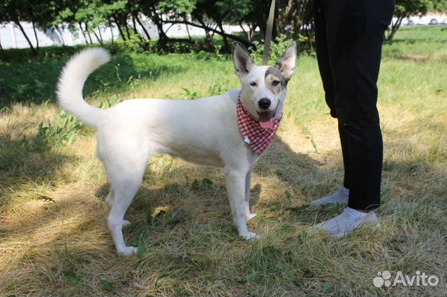 Меня спасли от усыпления