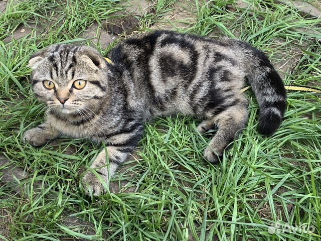Шотландская вислоухая кошка