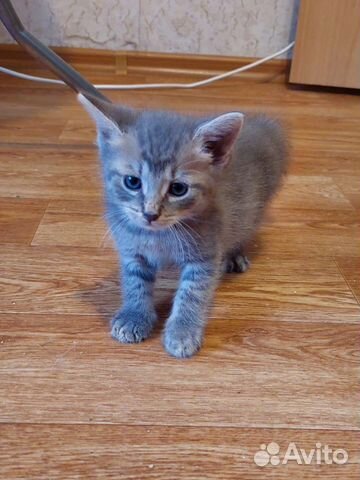 Серж ищет дом