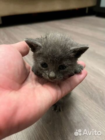 Русская голубая