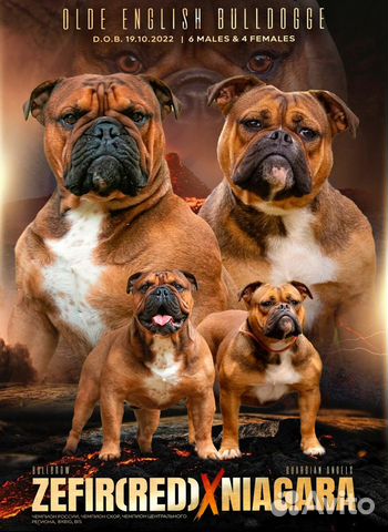 Щенки староанглийского бульдога мальчики