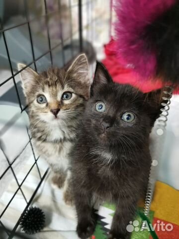 Малышки Лили и Лилу