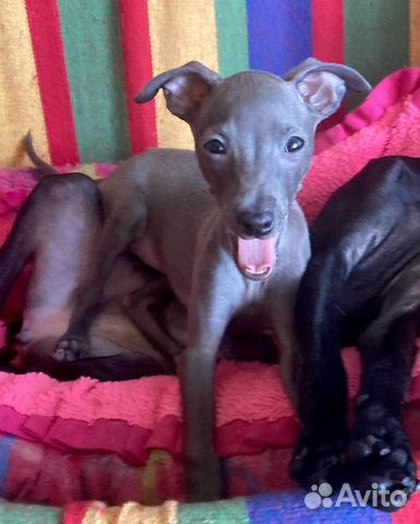 Девочка левреточка кокеточка Коко