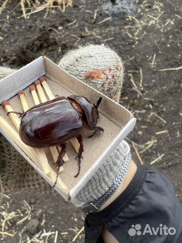 Жук носорог