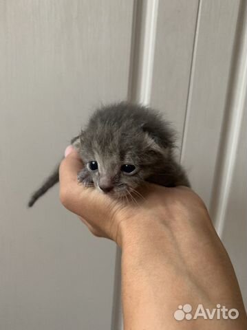 Котенок