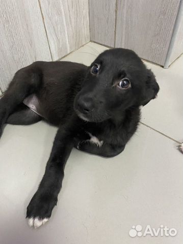 Малышка Чудо щенок из приюта
