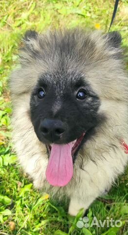 Щенки Немецкого шпица, Кеесхонд