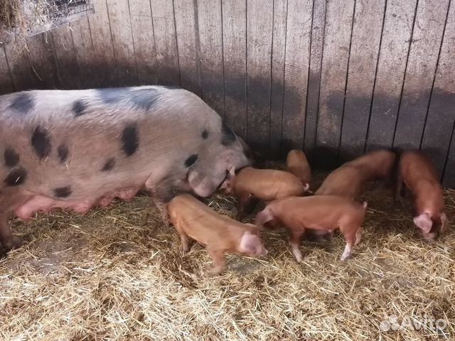 Продам поросят ландрас + дюрок