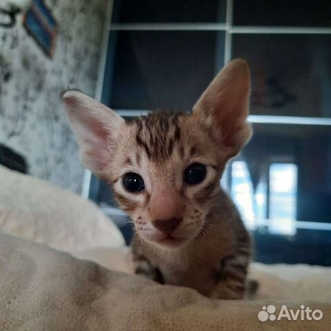 Ориентальный котёнок