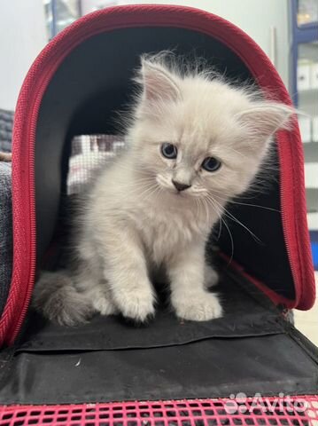 Невские маскарадные котята