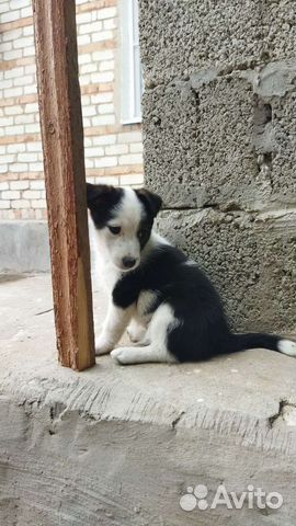 Отдам в добрые руки щенков дворовой собачки