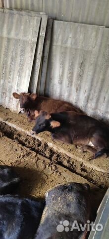 Телята бычки 5 6 месяцев