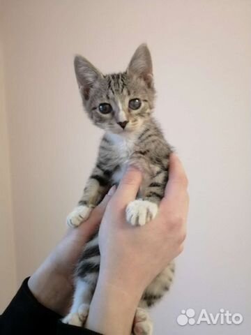 Мелкая кошачья суета в добрые руки