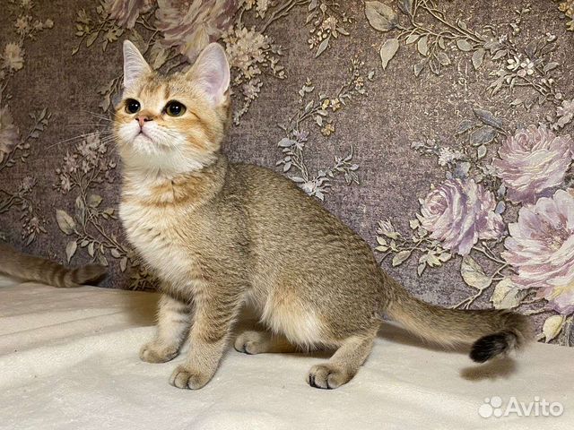 Золотая шиншилла мальчик и девочка