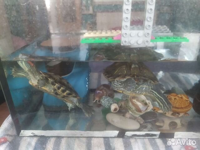 Красноухие черепахи бесплатно с аквариумом, две
