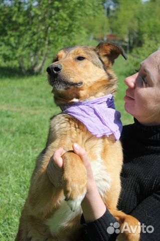 Собака ждет семью