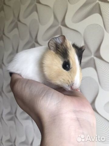 Морская свинка