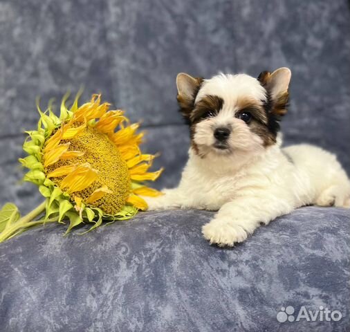 Счастье есть