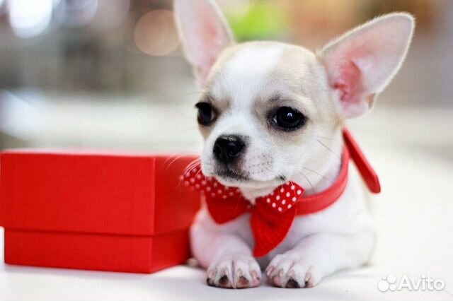 Прекрасные Создания