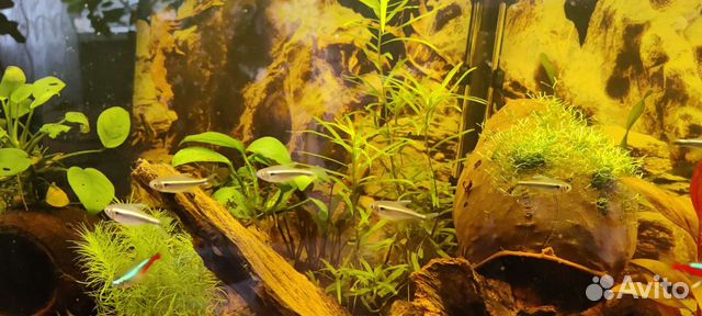 Черный неон