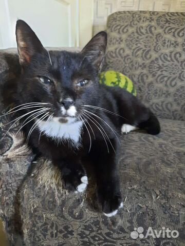 Котик старенький нужна помощь