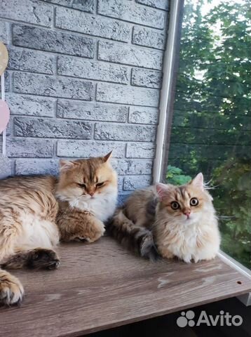 Длинношёрстные британцы