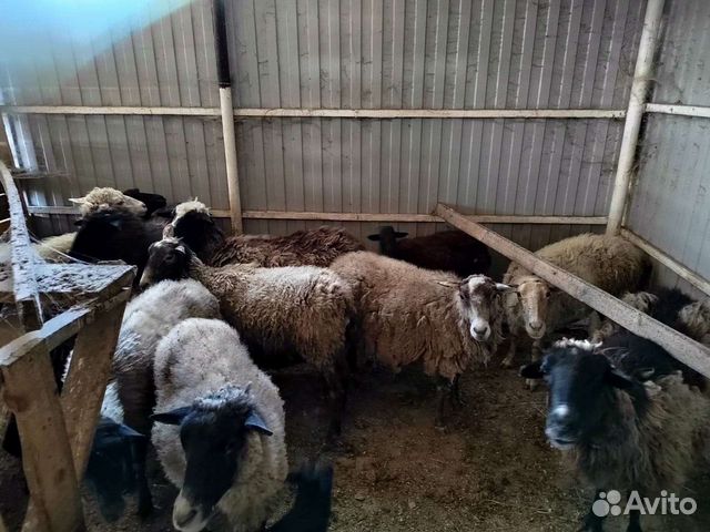 Баран овцы ягнята на курбан