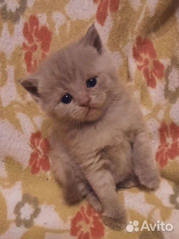 Шотландская лиловая девочка