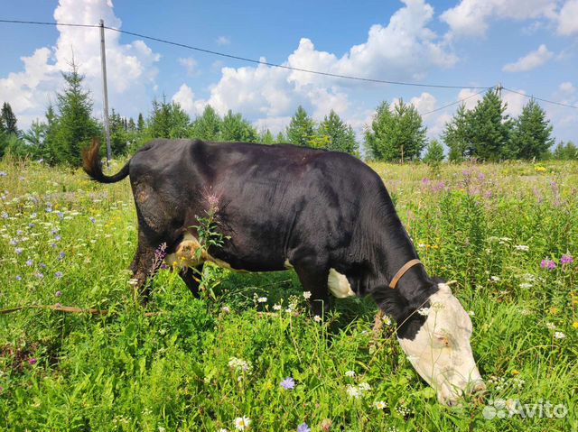 Корова дойная