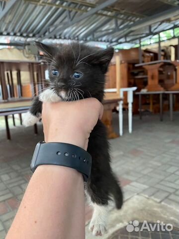 Малыши-котята
