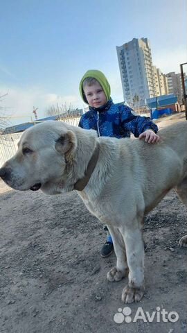 Среднеазиатская овчарка алабай вязка