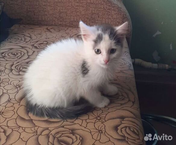 Турецкая ангор