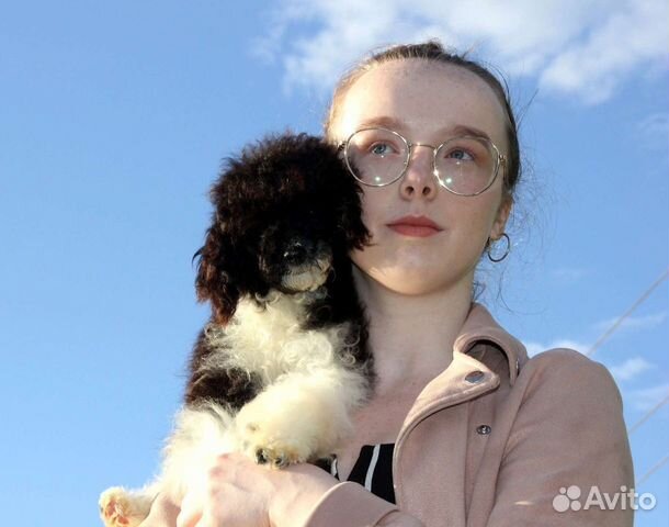 Той-пудель арлекин