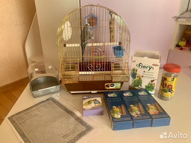 Волнистый попугай золотая клетка полный комплект