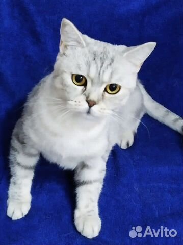 Хорошая кошечка Бася ищет семью