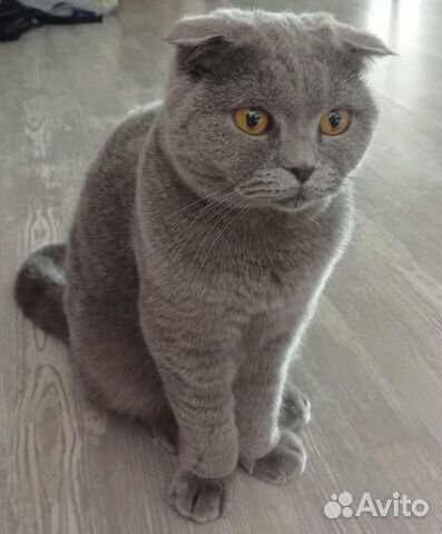 Британский вислоухий кот в добрые руки