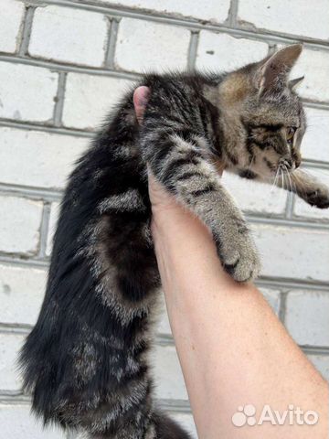 Шотландские котята бесплатно