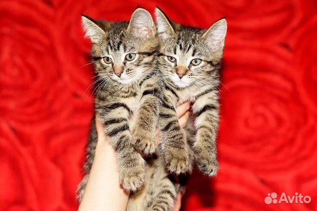 Котята- девочки 1,6 мес