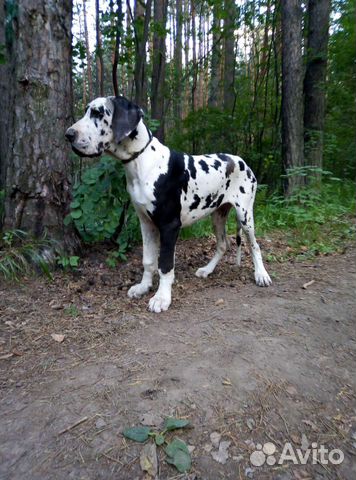 Немецкий дог