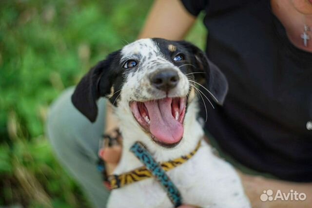 Собака в добрые руки