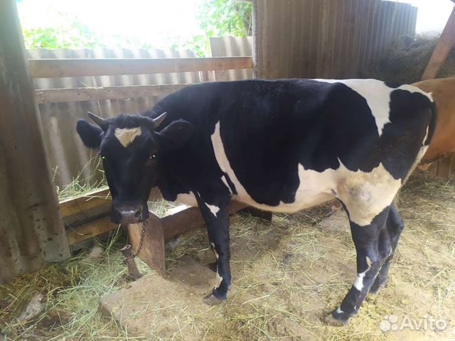 Телька и бычок