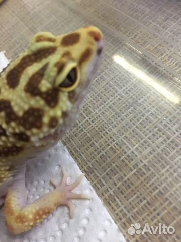 Эублефар самка взрослая