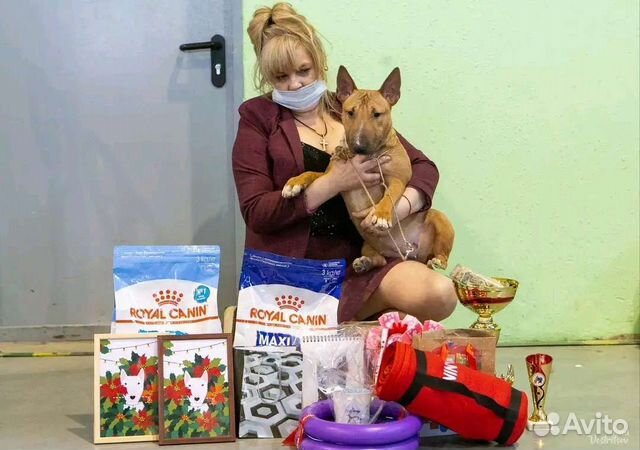Миниатюрный бультерьер