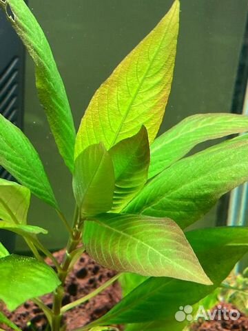 Лимонник компакта (Hygrophila corymbosa Compacta)