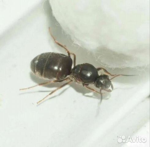 2 матки lasius niger