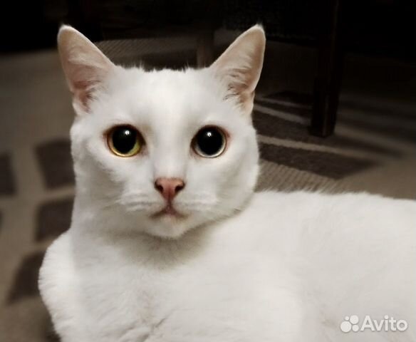 Волшебная Ася