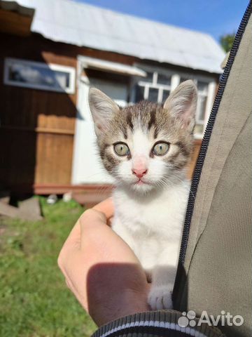 Пушистые полосатые котята